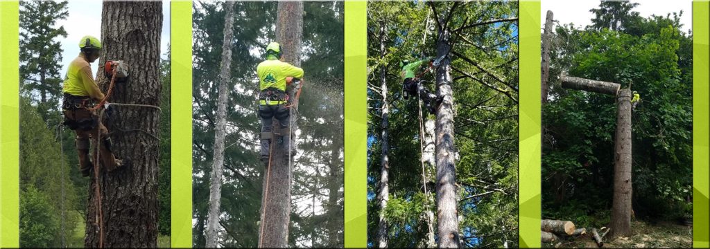 Emergency Tree Removal & Trimming Service, Landscaping Contractors ...